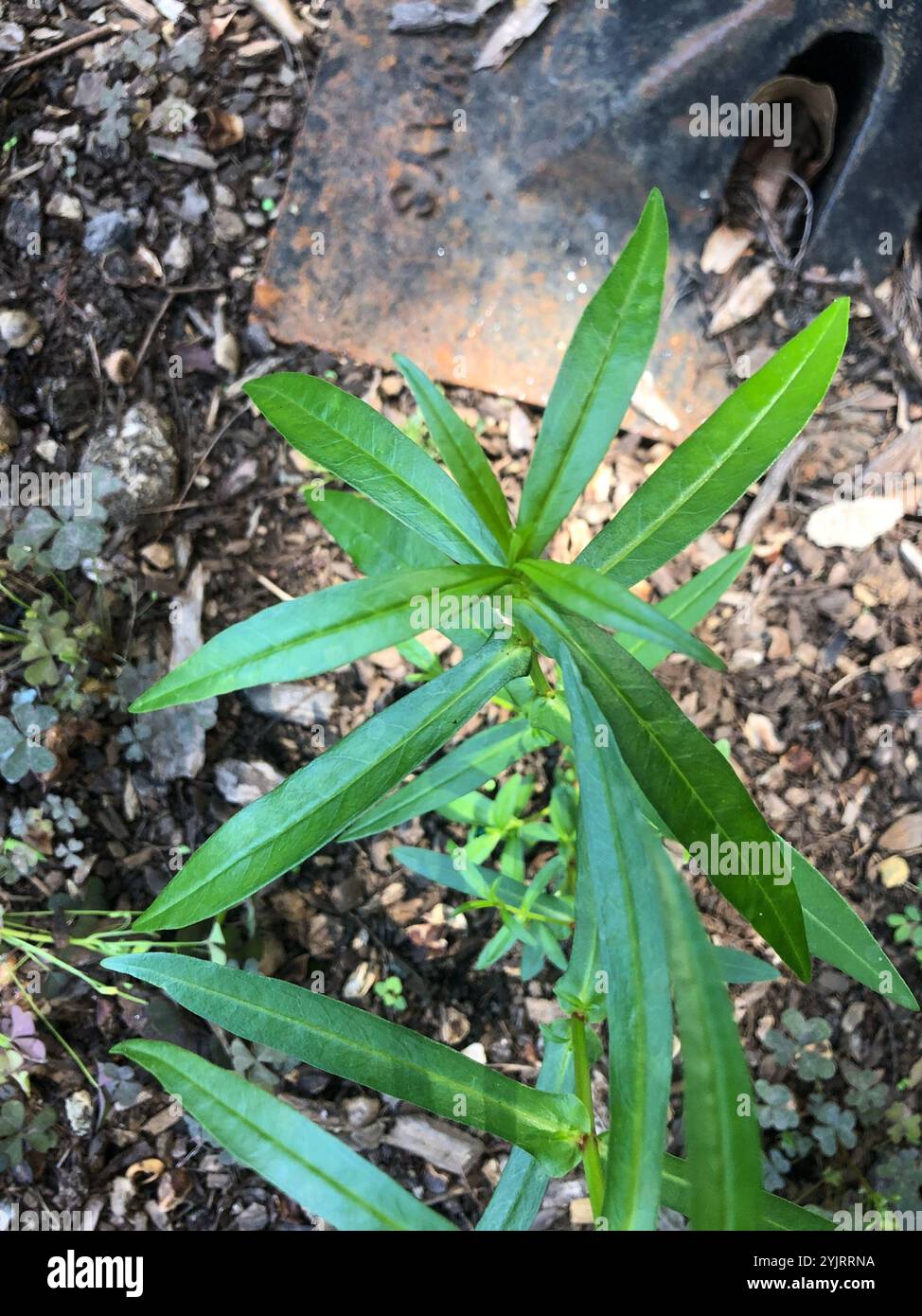 Scarlet Toothcup (Ammannia coccinea Stock Photo - Alamy