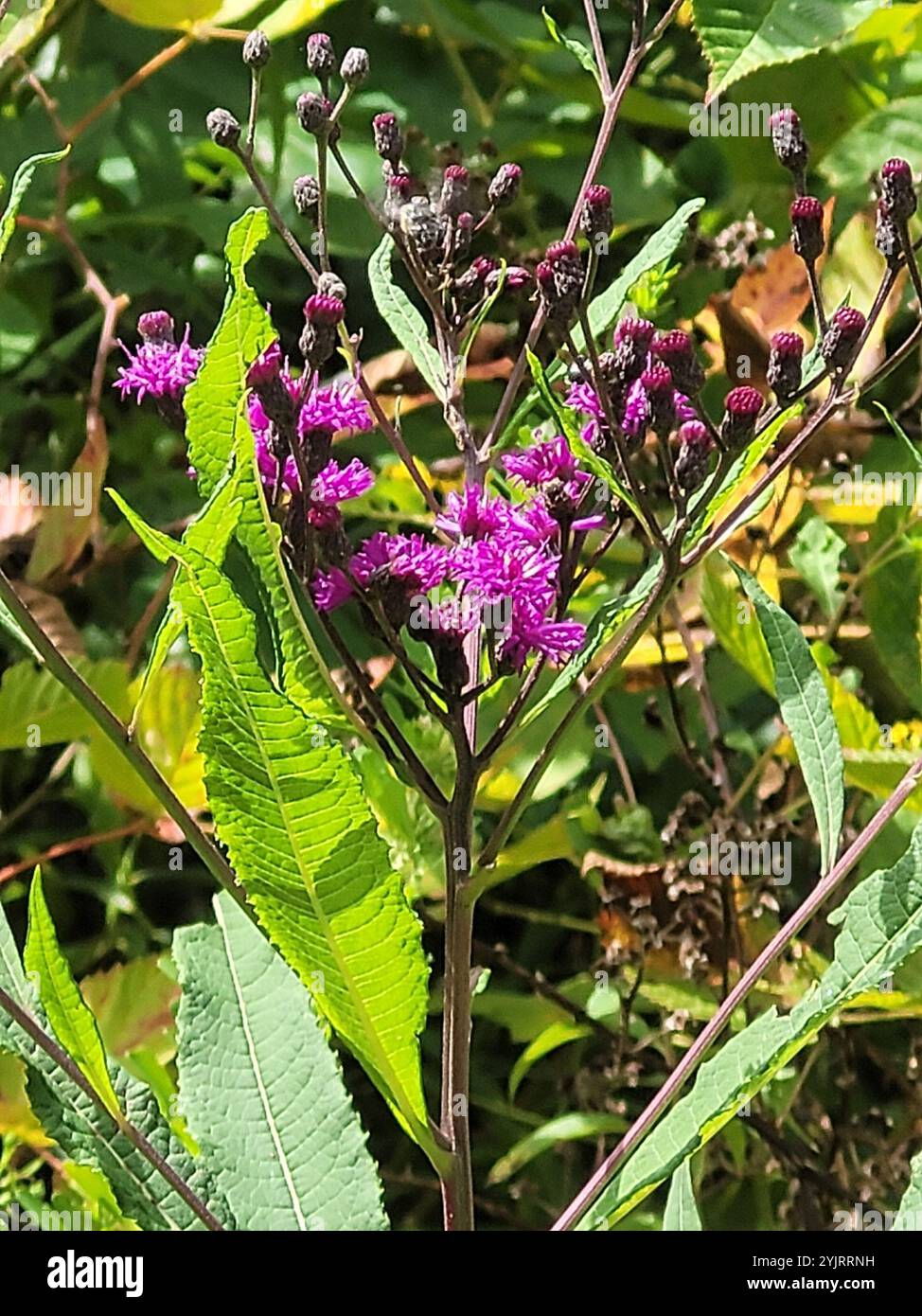 Tall Ironweed (Vernonia gigantea Stock Photo - Alamy