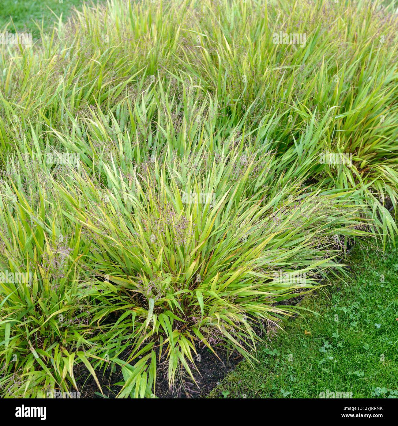 Japan-Berggras Hakonechloa macra, Japan mountain grass Hakonechloa ...
