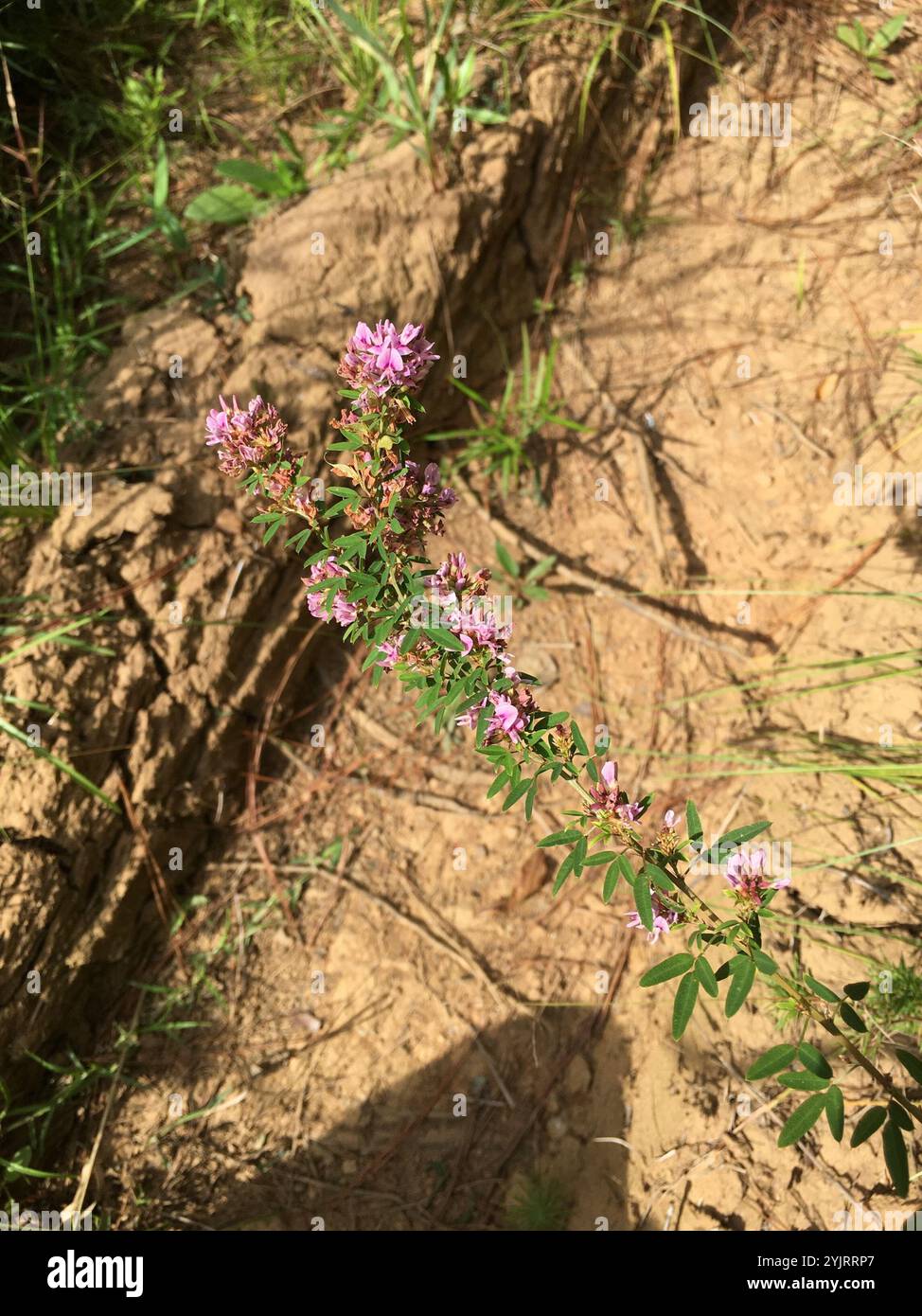 slender bush clover (Lespedeza virginica Stock Photo - Alamy