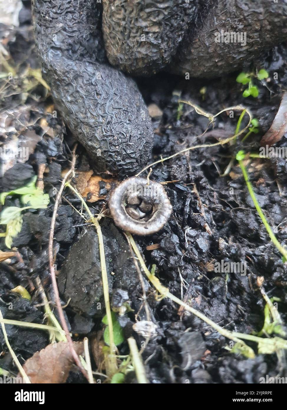 field bird's nest fungus (Cyathus olla Stock Photo - Alamy