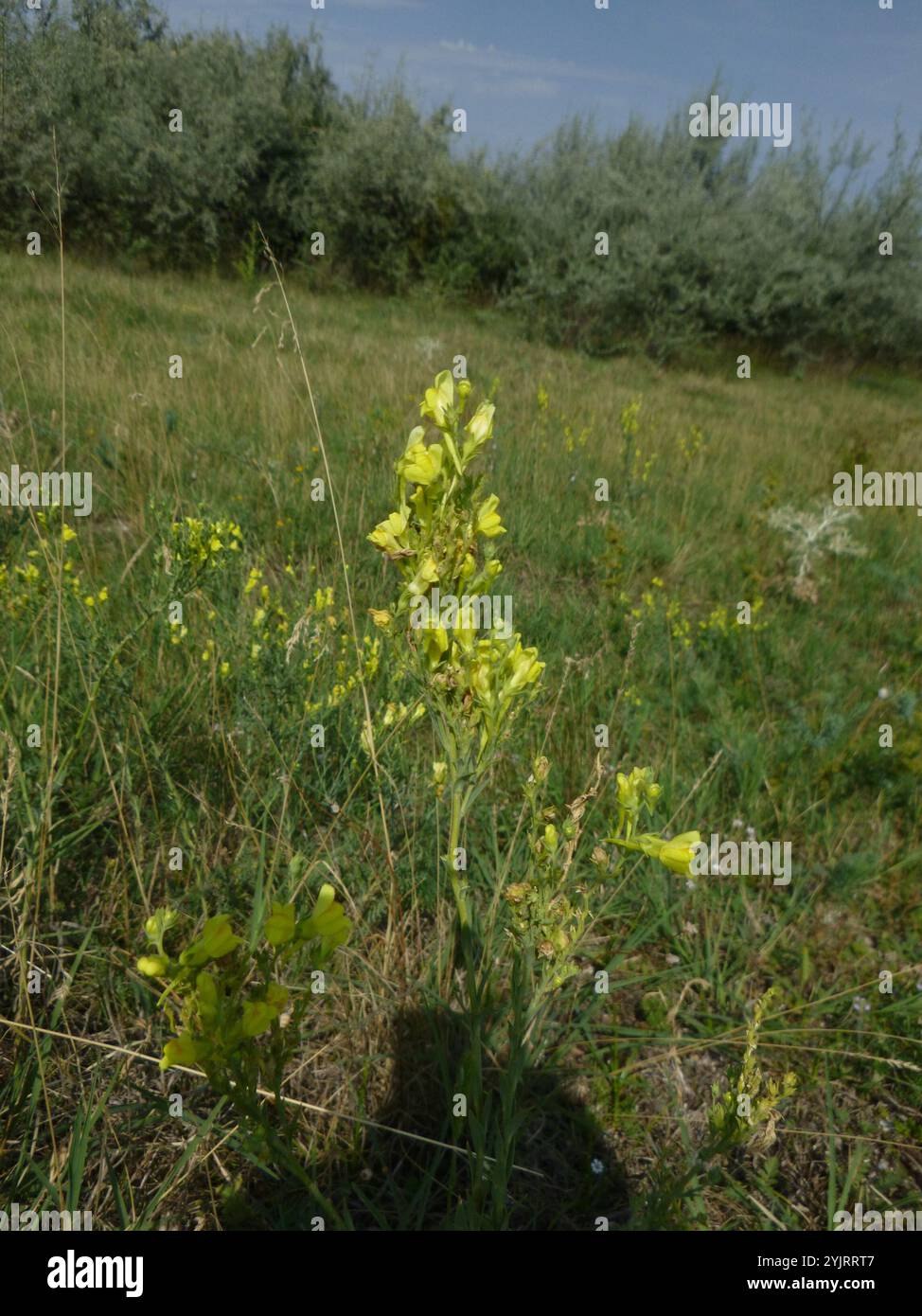 Broomleaf Toadflax (Linaria genistifolia Stock Photo - Alamy