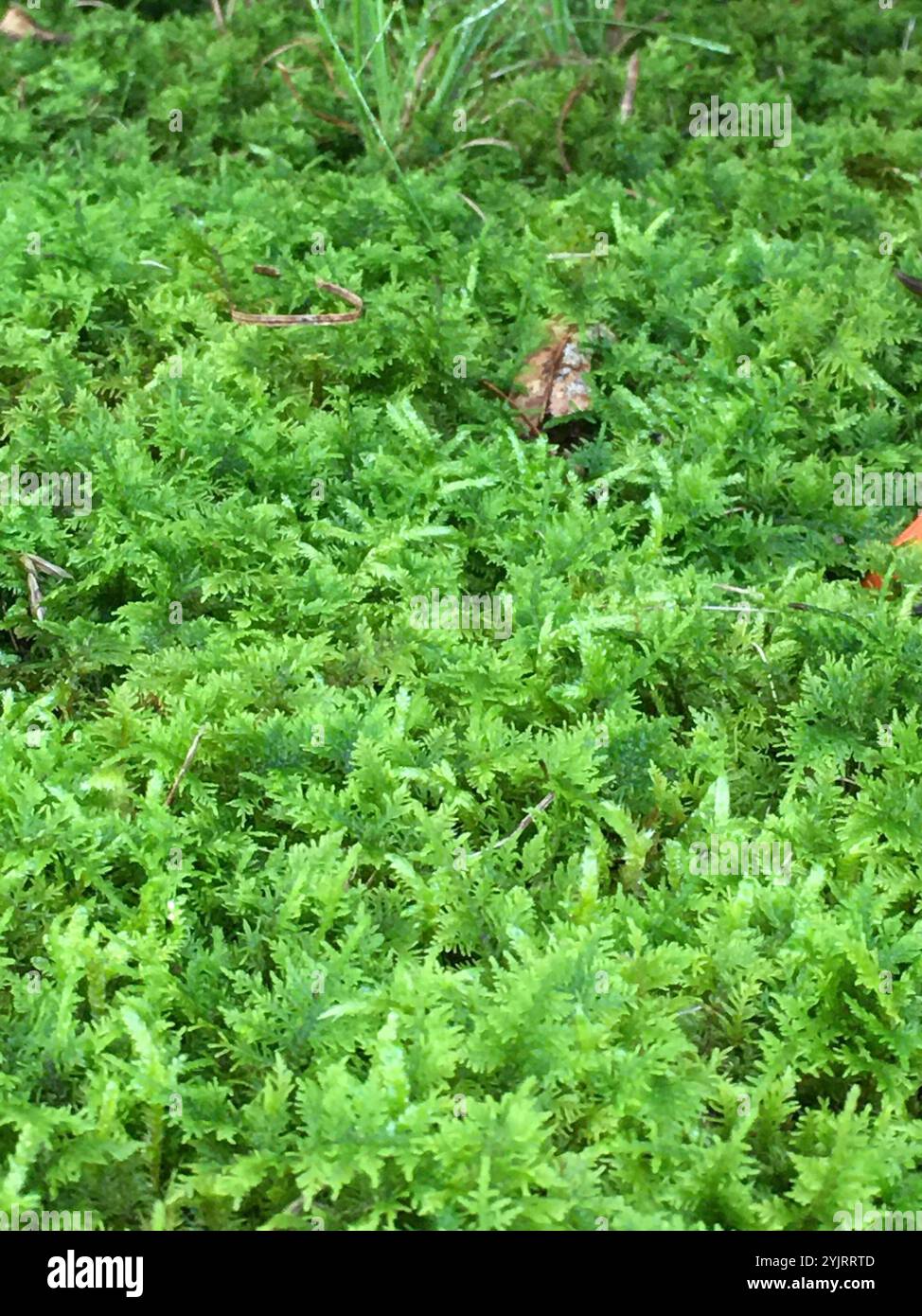 delicate fern moss (Thuidium delicatulum Stock Photo - Alamy