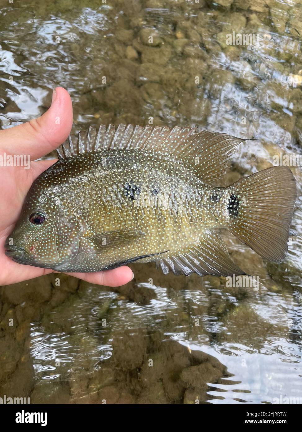 Texas Cichlid (Herichthys cyanoguttatus Stock Photo - Alamy