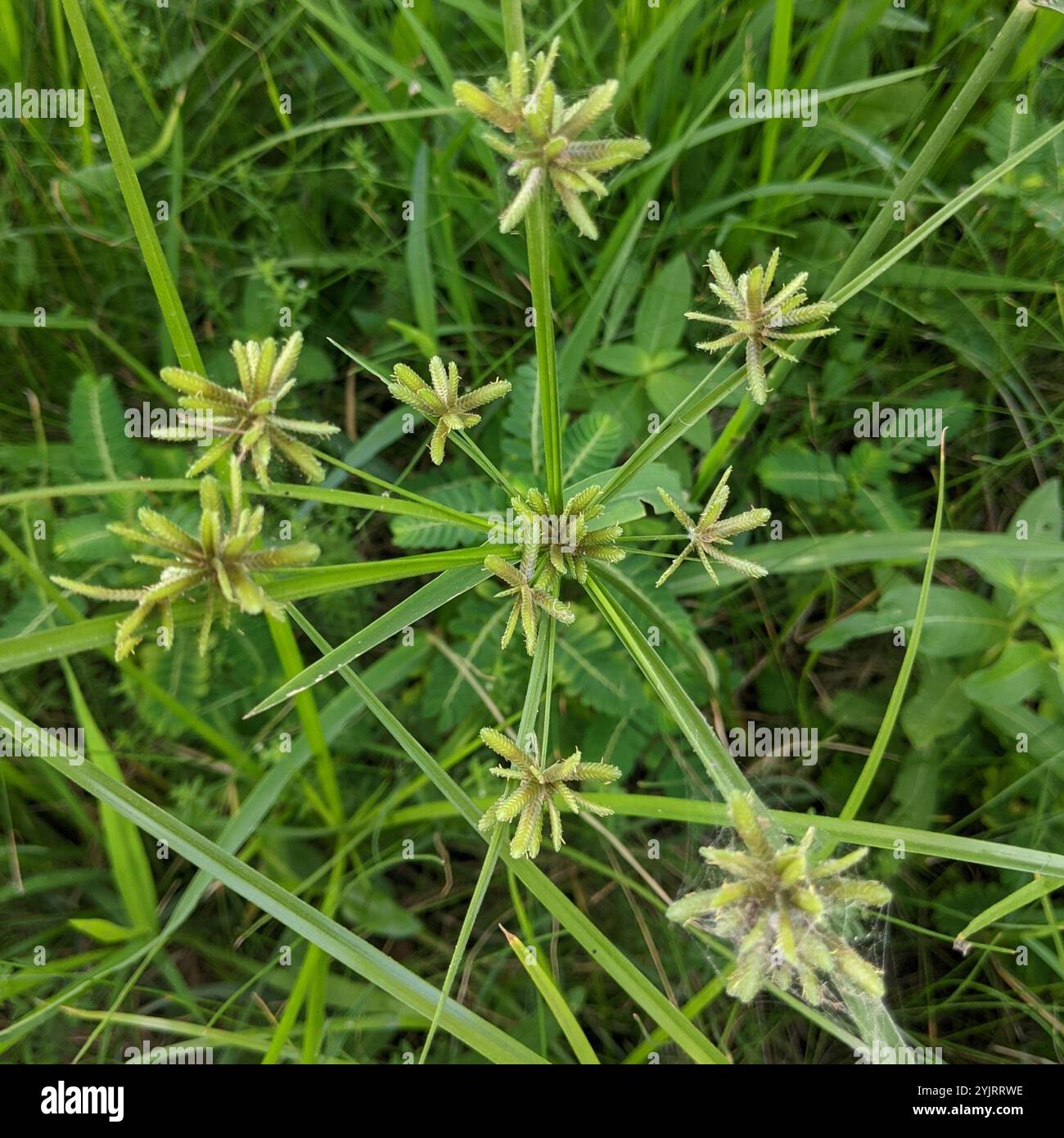 Pond Flatsedge (Cyperus ochraceus Stock Photo - Alamy