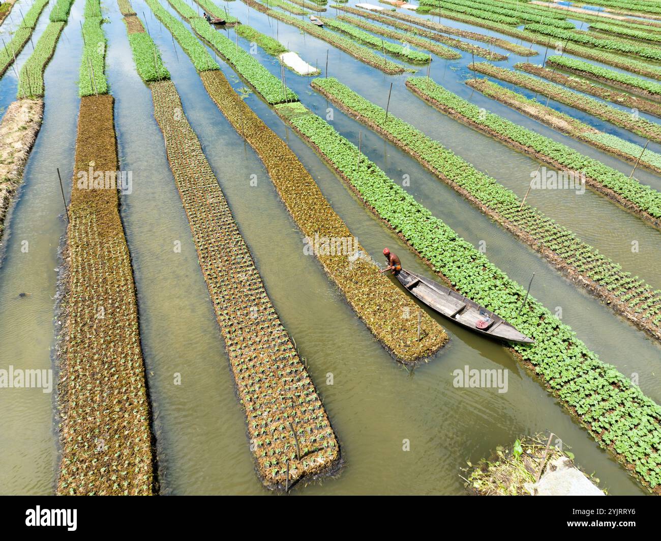 Farmers in low laying areas in Bangladesh choose floating farming ...