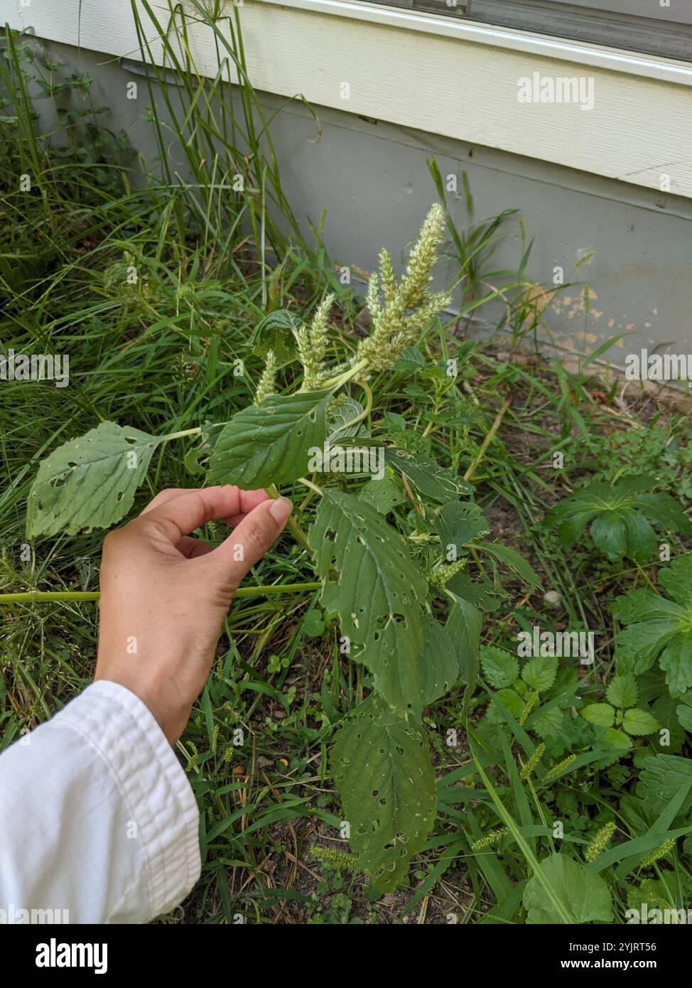 Redroot Amaranth (Amaranthus retroflexus Stock Photo - Alamy