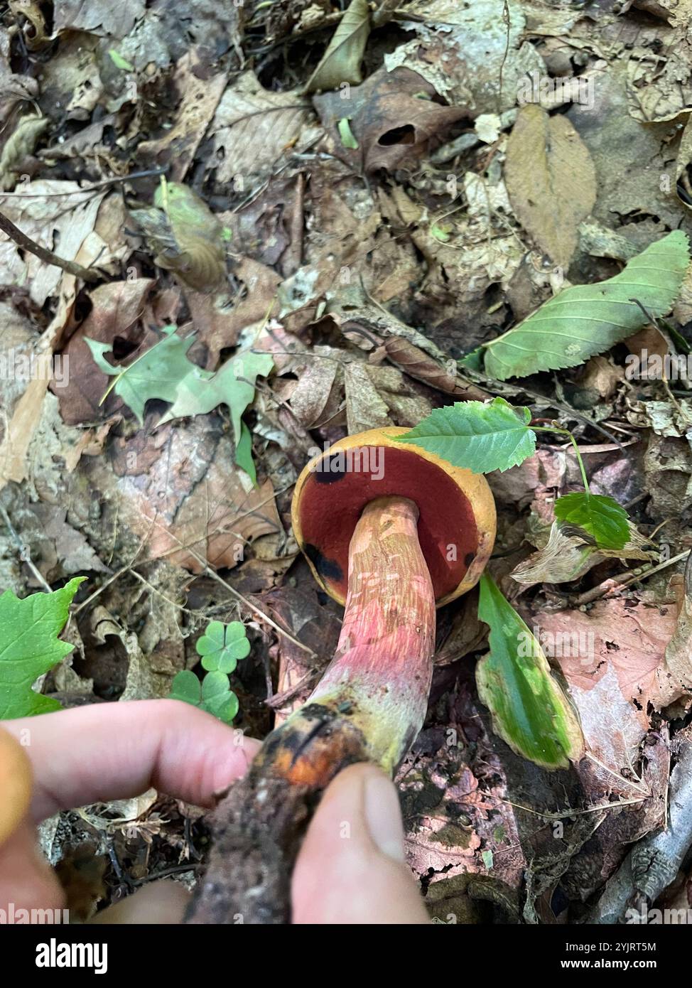 Red-mouth Bolete (Neoboletus subvelutipes Stock Photo - Alamy