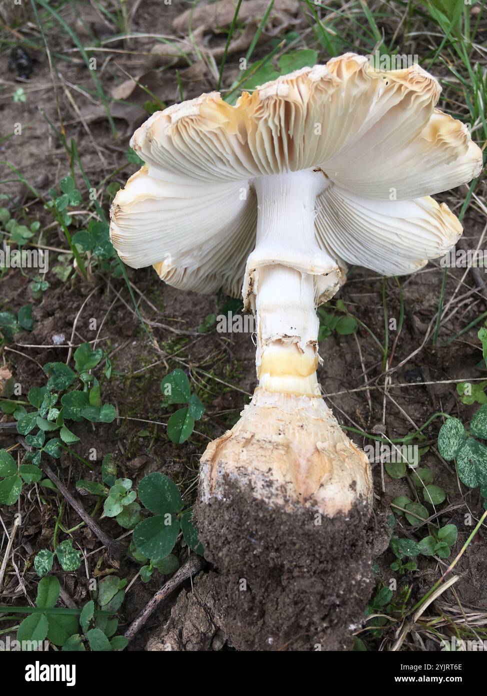 American Abrupt-Bulbed Lepidella (Amanita abrupta Stock Photo - Alamy