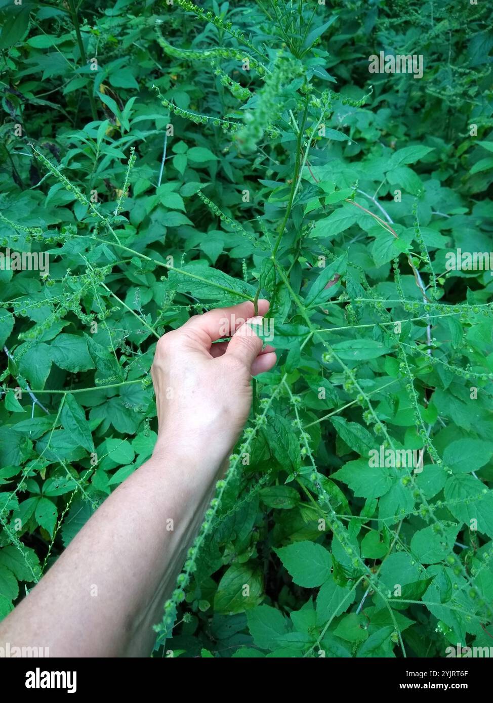 virginia stickseed (Hackelia virginiana Stock Photo - Alamy