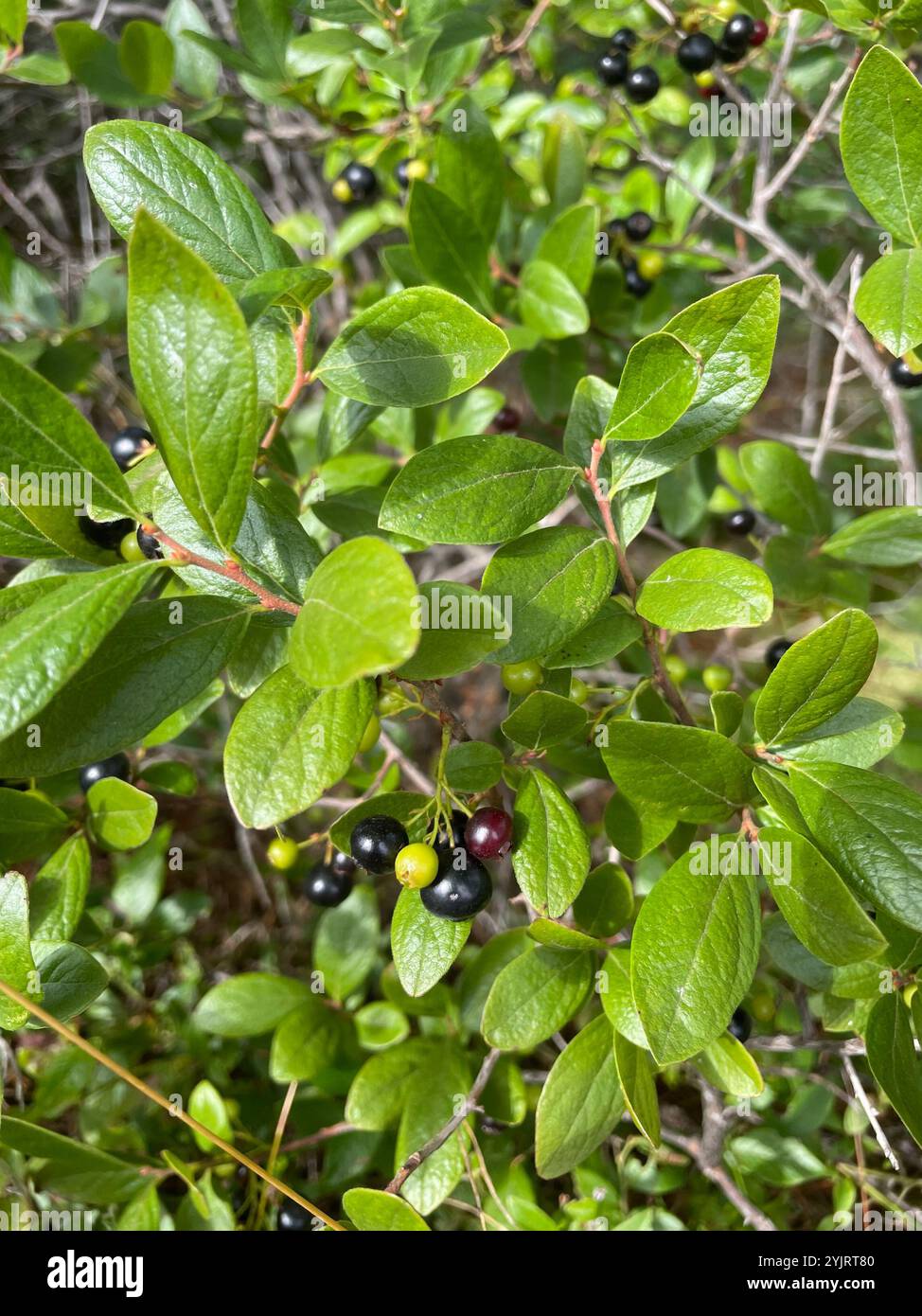 black huckleberry (Gaylussacia baccata Stock Photo - Alamy