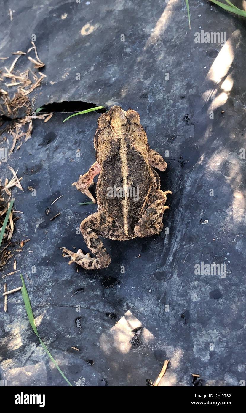 Gulf Coast Toad (Incilius nebulifer Stock Photo - Alamy