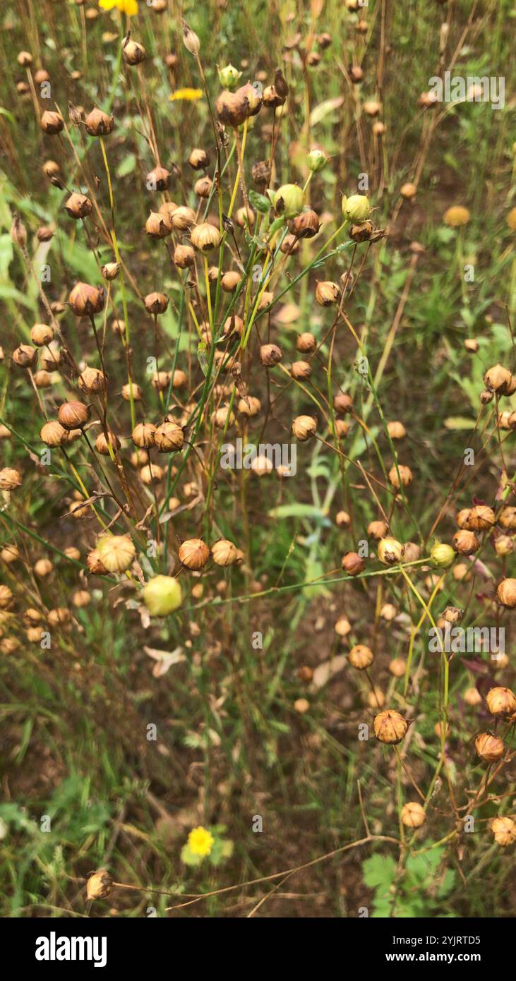 common flax (Linum usitatissimum Stock Photo - Alamy