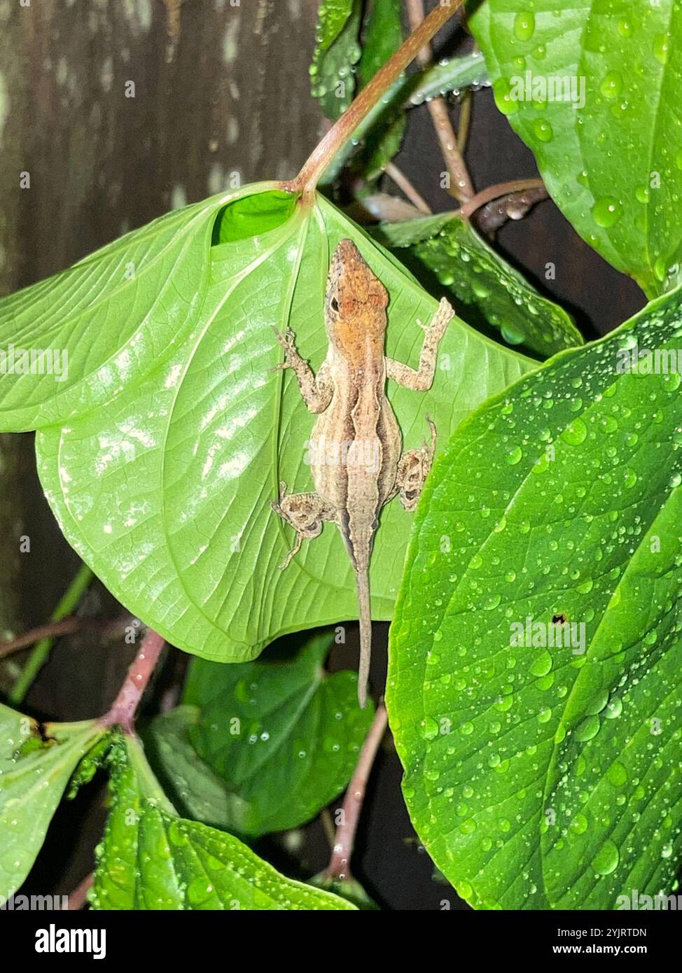 Brown Anole (Anolis sagrei Stock Photo - Alamy