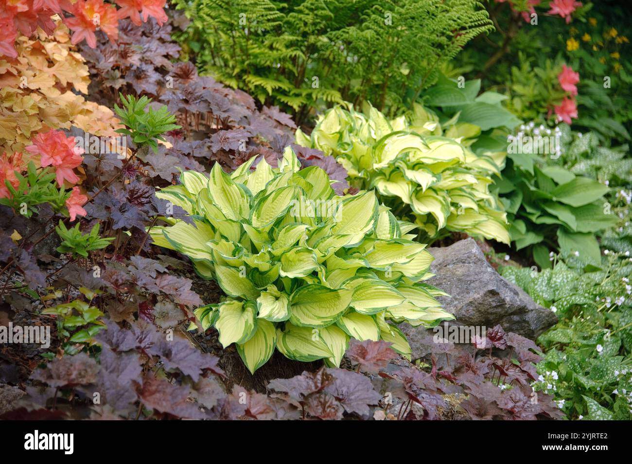 Goldblatt-Funkie Hosta Gold Standard, Purpurgloeckchen Heuchera Palace ...