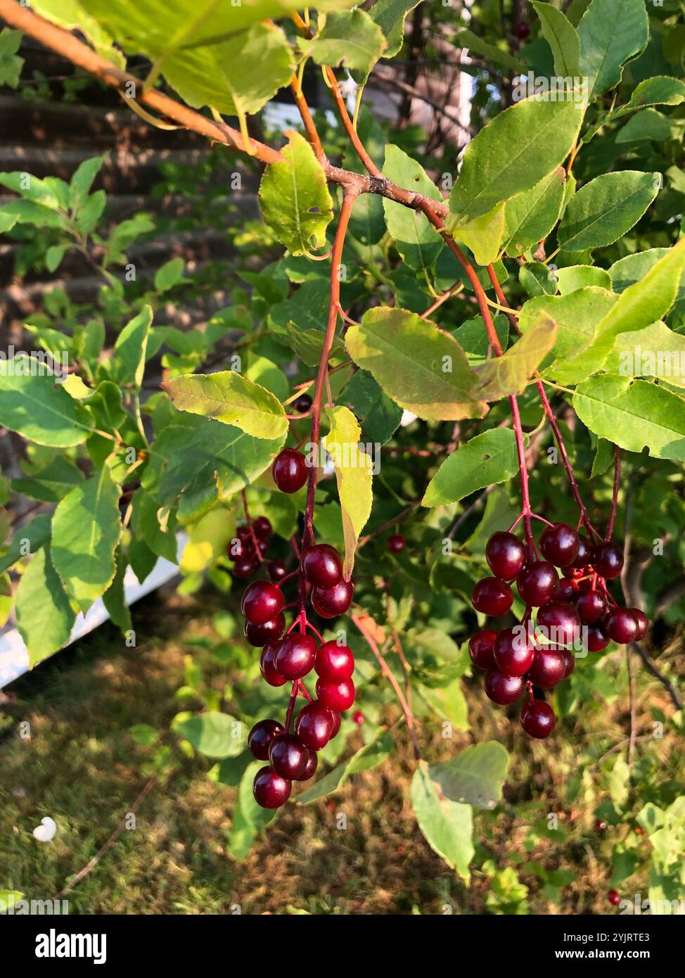 chokecherry (Prunus virginiana Stock Photo - Alamy