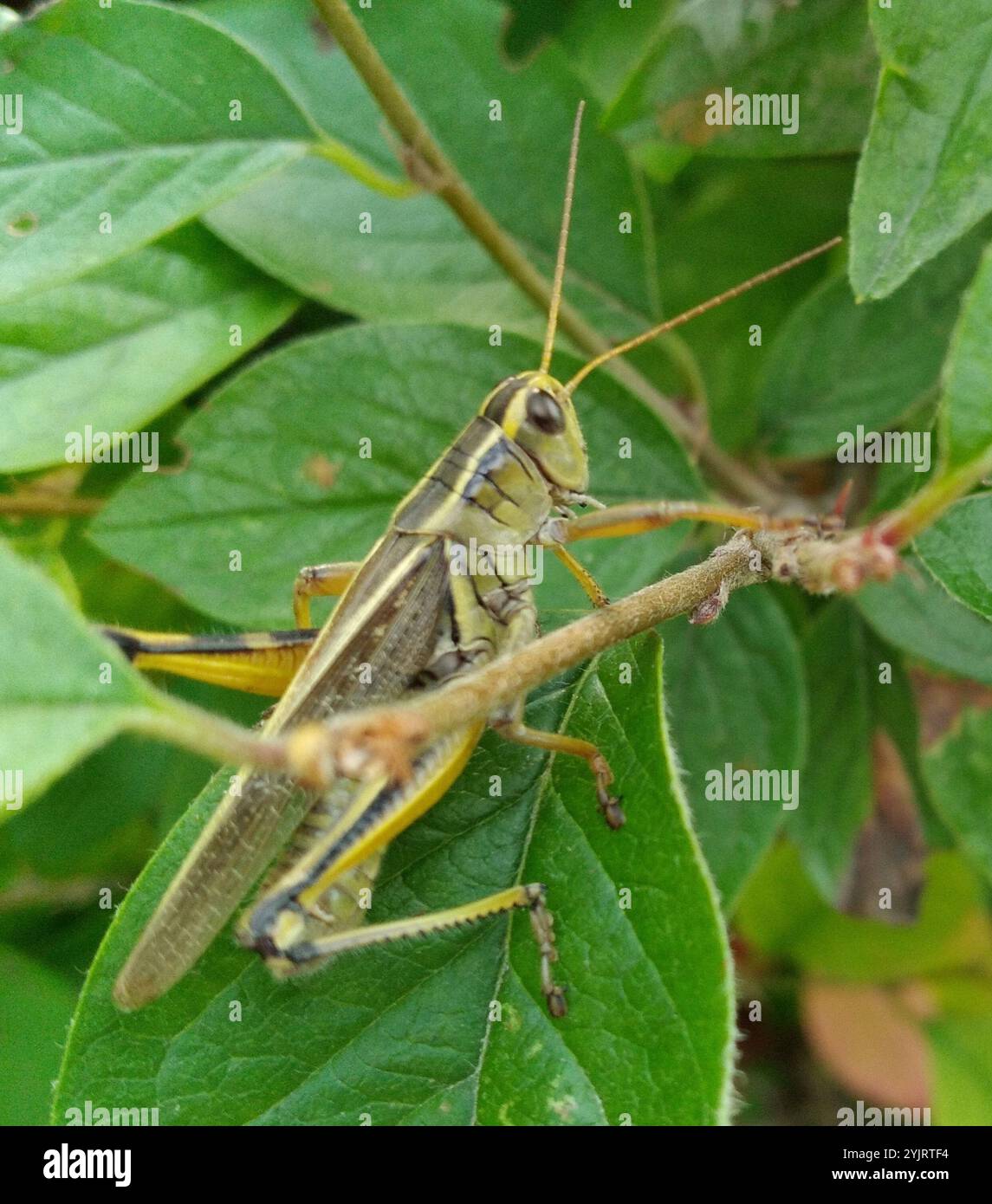 Two-striped Grasshopper (Melanoplus bivittatus Stock Photo - Alamy