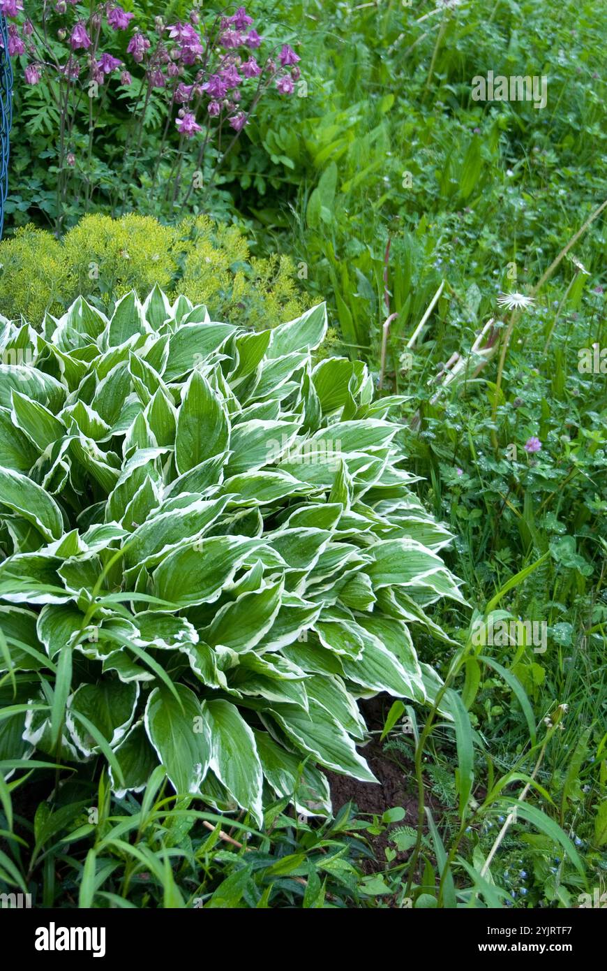 Funkie Hosta crispula, Hosta Hosta crispula Stock Photo - Alamy