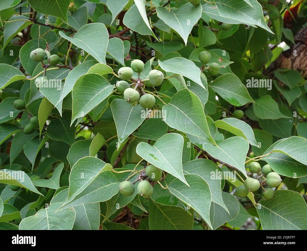 Chinese Tallow (Triadica sebifera Stock Photo - Alamy