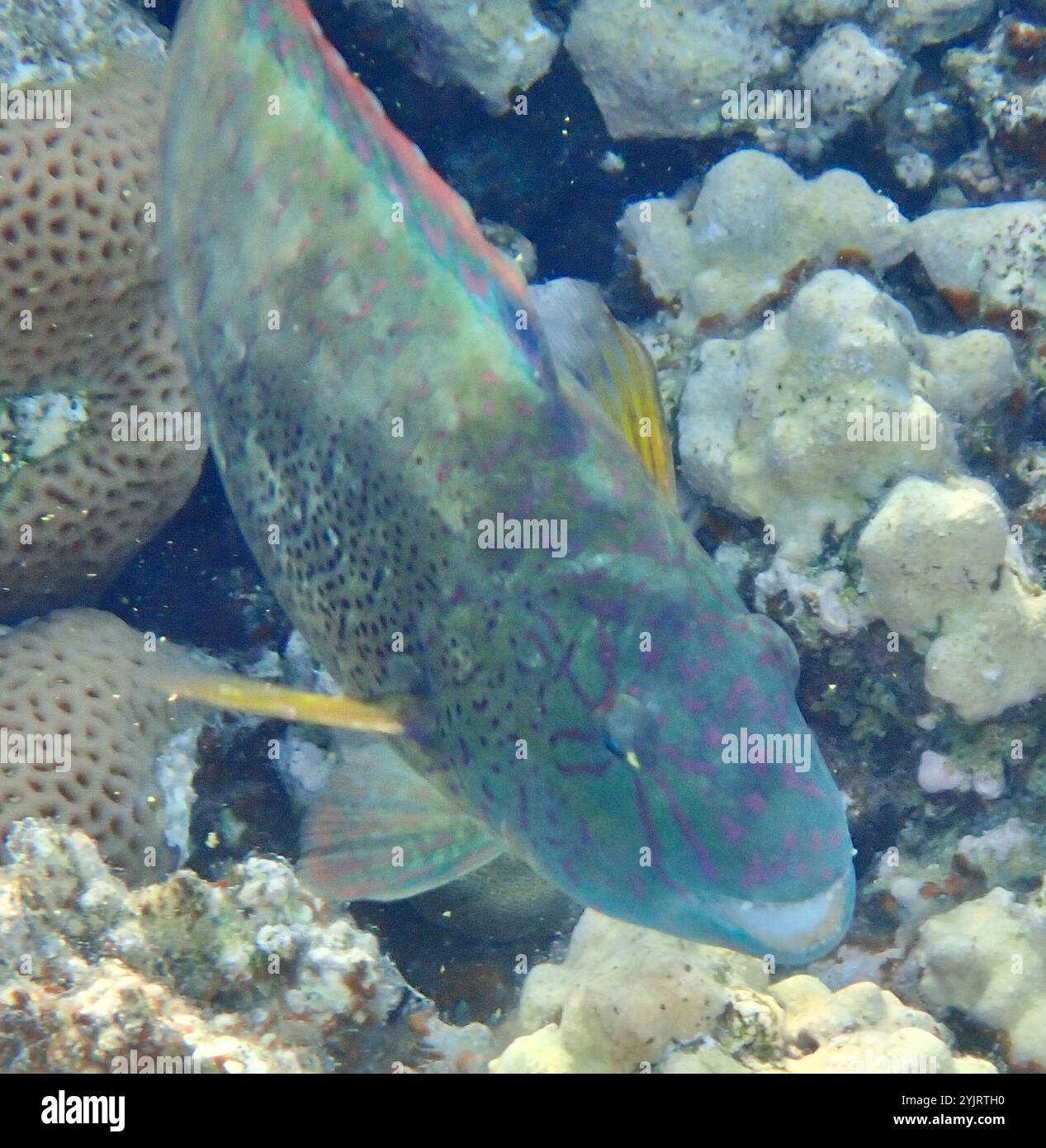 Dotted Parrotfish (Calotomus viridescens Stock Photo - Alamy
