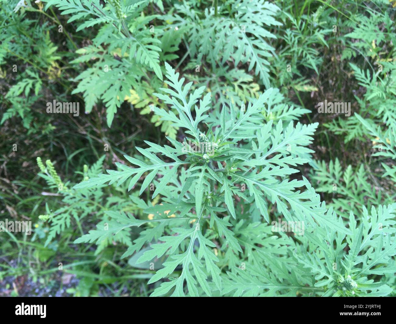 common ragweed (Ambrosia artemisiifolia Stock Photo - Alamy