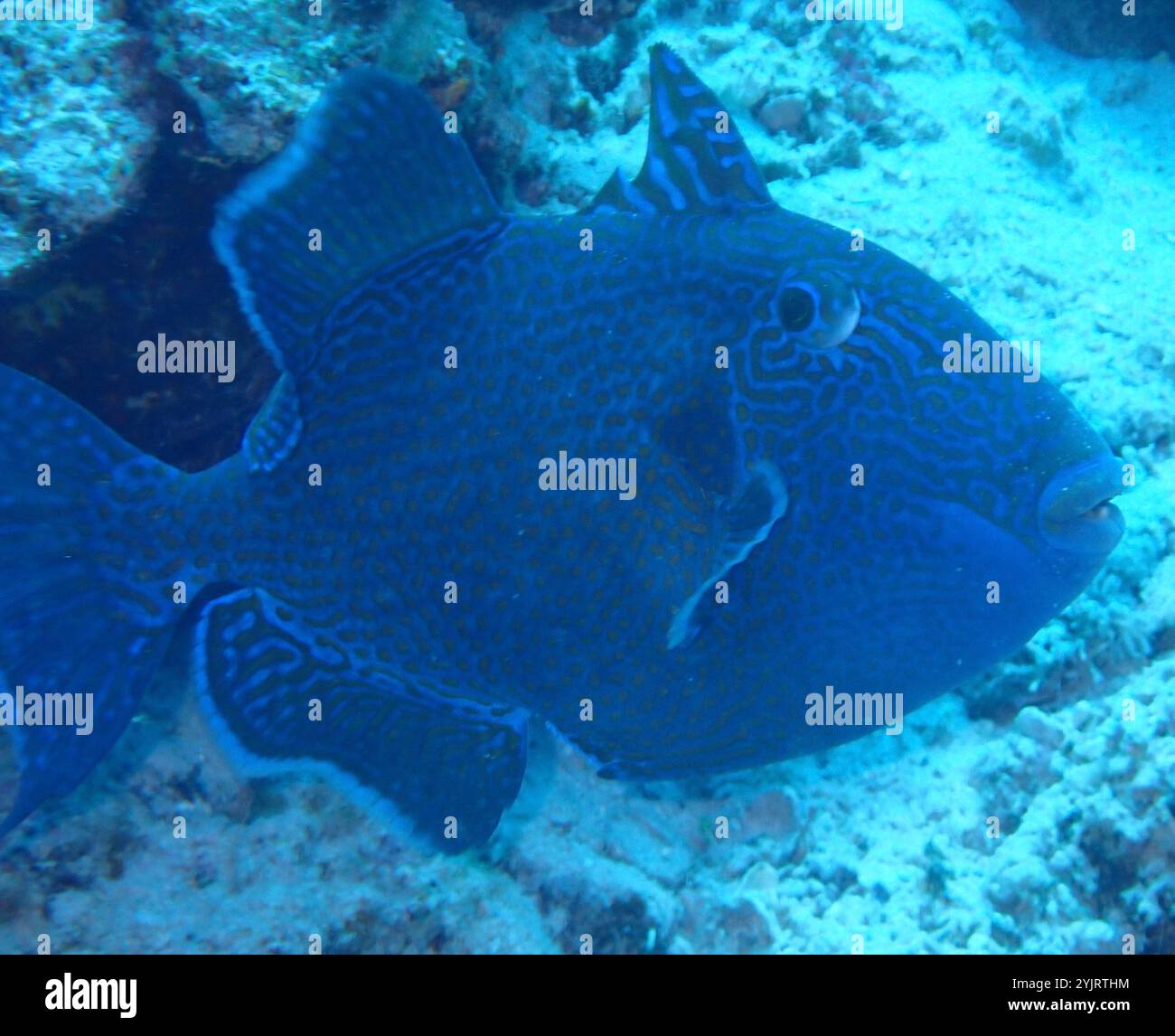 Blue Triggerfish (Pseudobalistes fuscus Stock Photo - Alamy