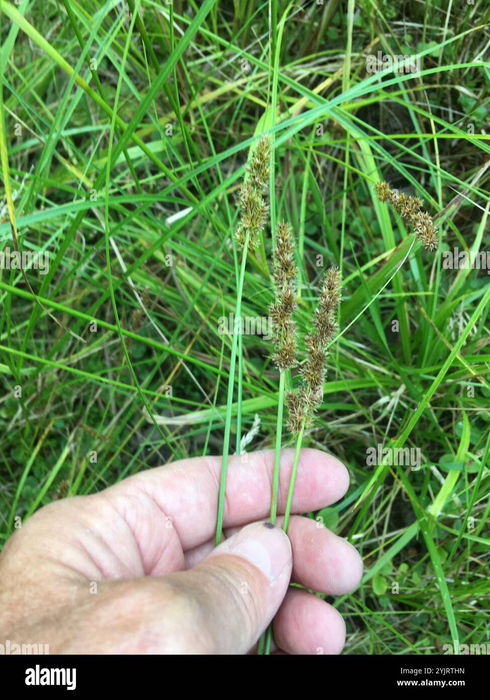 fox sedge (Carex vulpinoidea Stock Photo - Alamy