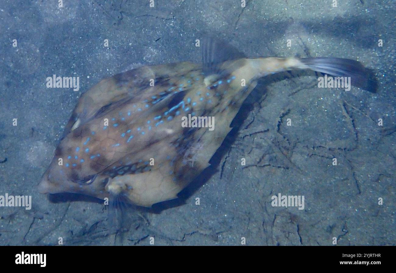 Turretfish hi-res stock photography and images - Alamy