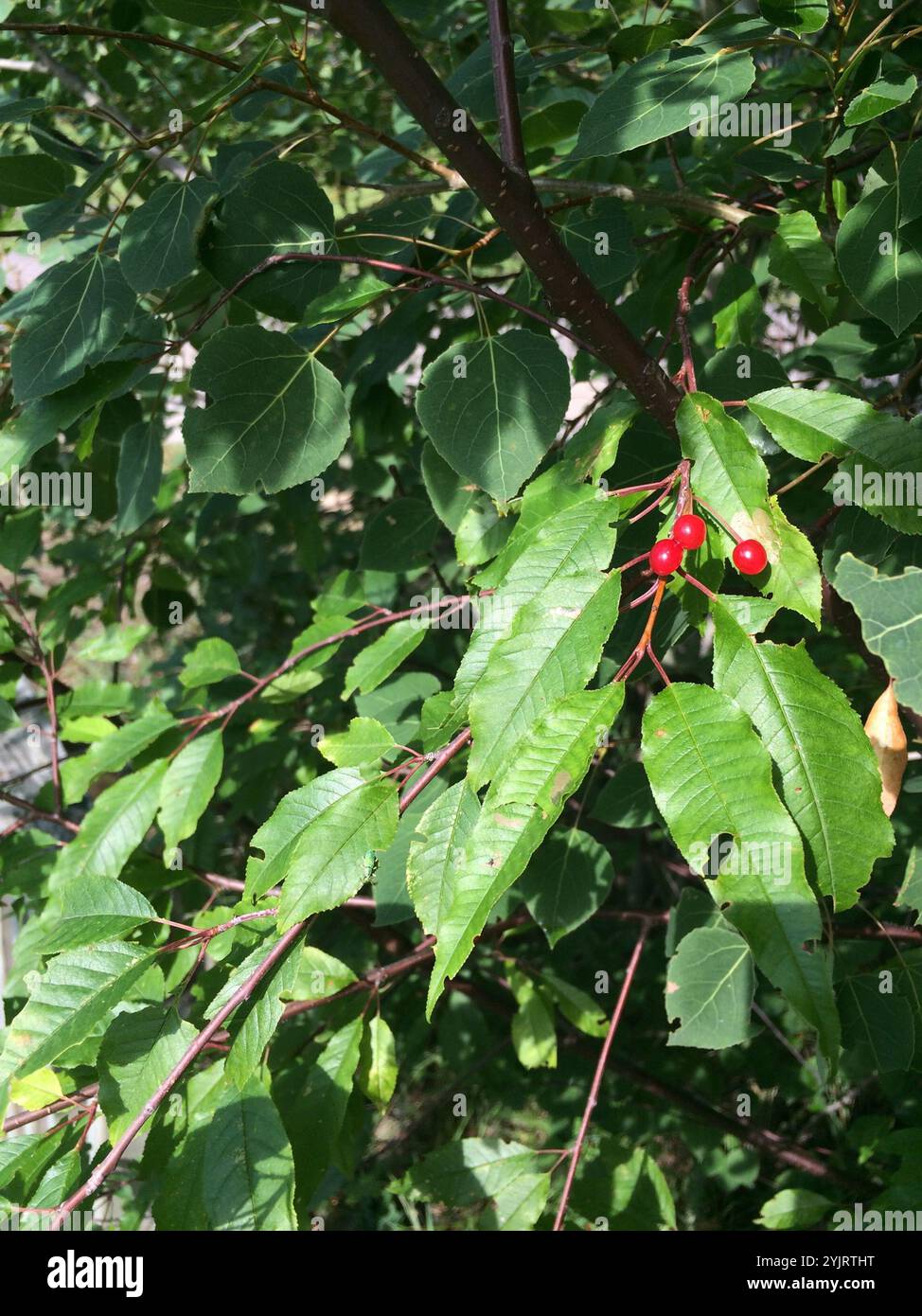 fire cherry (Prunus pensylvanica Stock Photo - Alamy