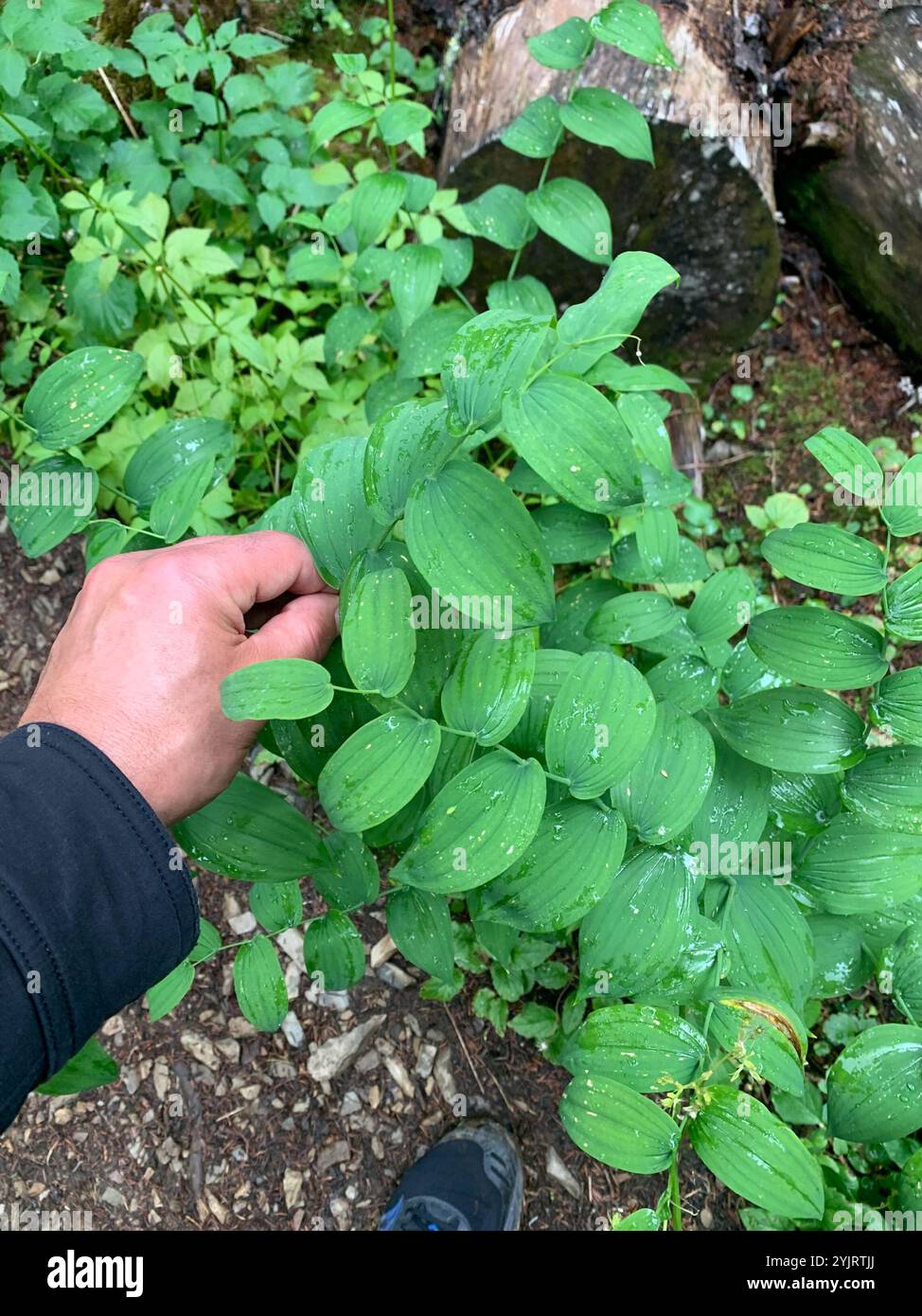 white twisted-stalk (Streptopus amplexifolius Stock Photo - Alamy