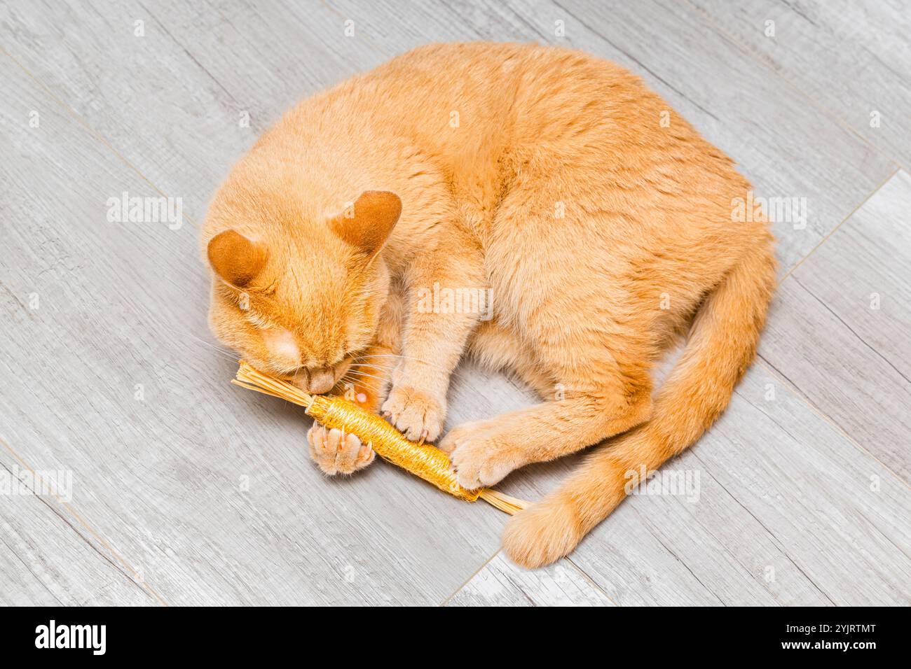 Matatabi stick hi-res stock photography and images - Alamy