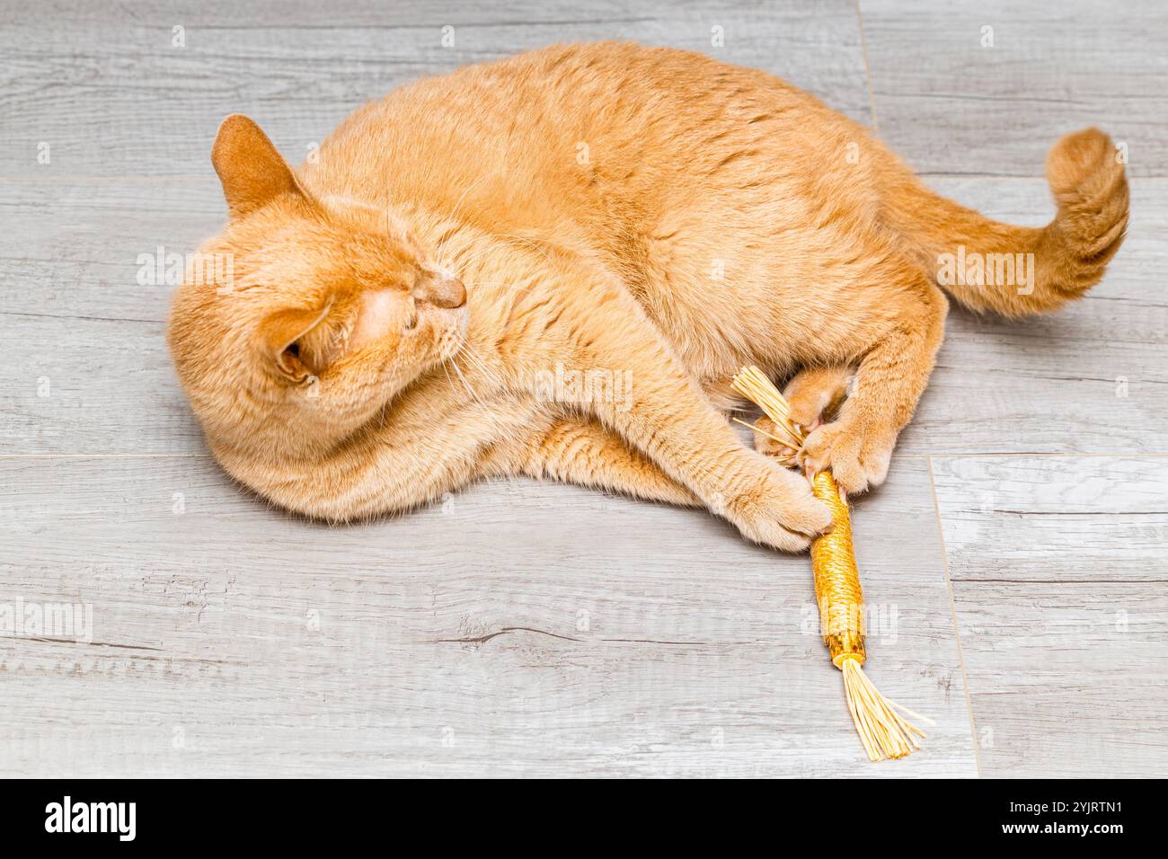 Matatabi stick hi-res stock photography and images - Alamy