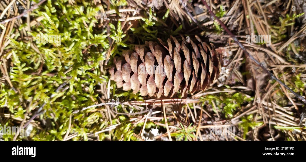 Siberian spruce (Picea obovata Stock Photo - Alamy