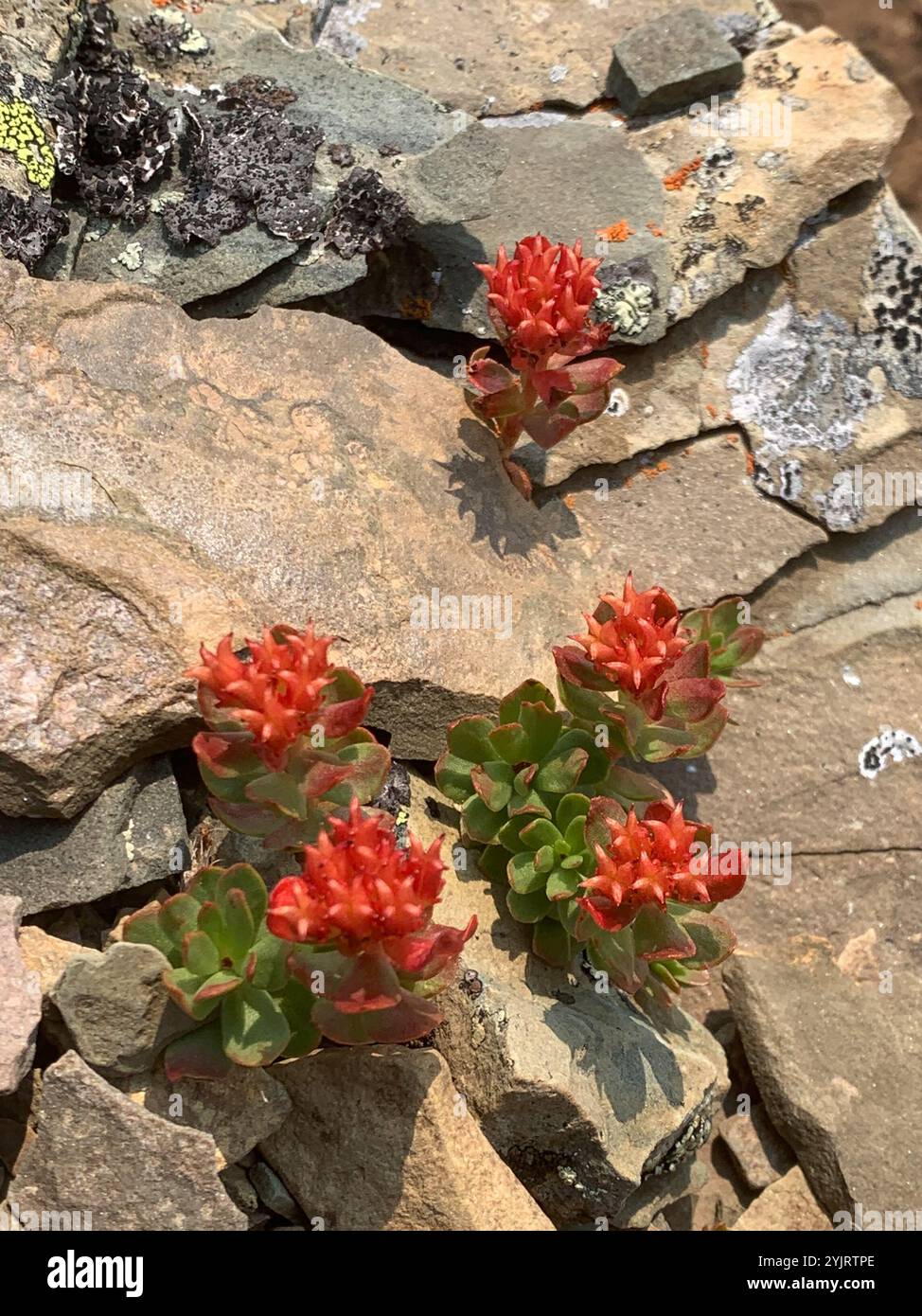 western roseroot (Rhodiola integrifolia Stock Photo - Alamy