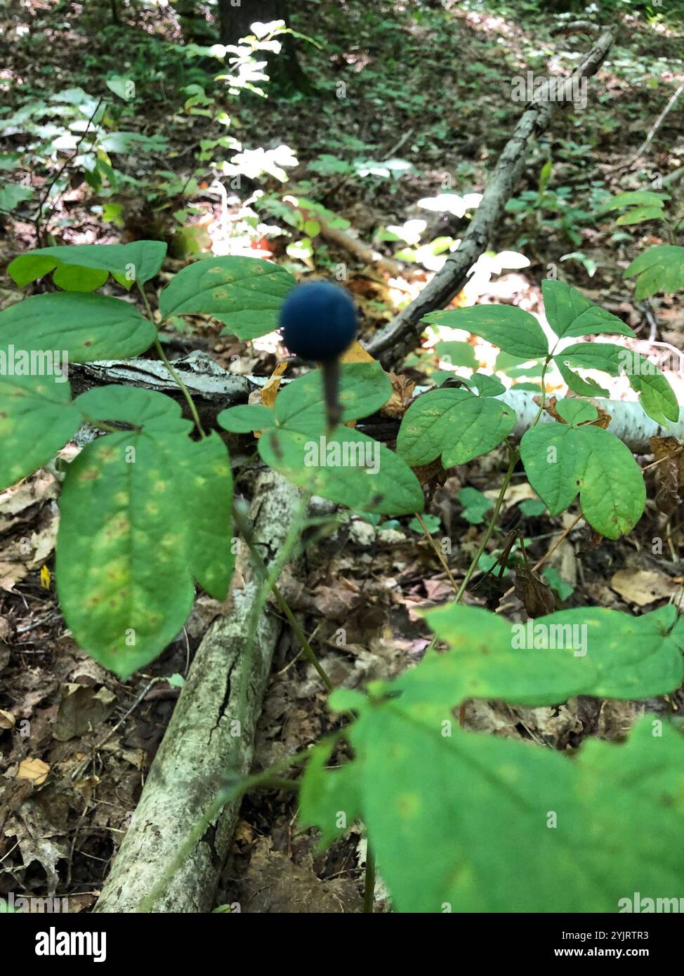 blue cohoshes (Caulophyllum Stock Photo - Alamy