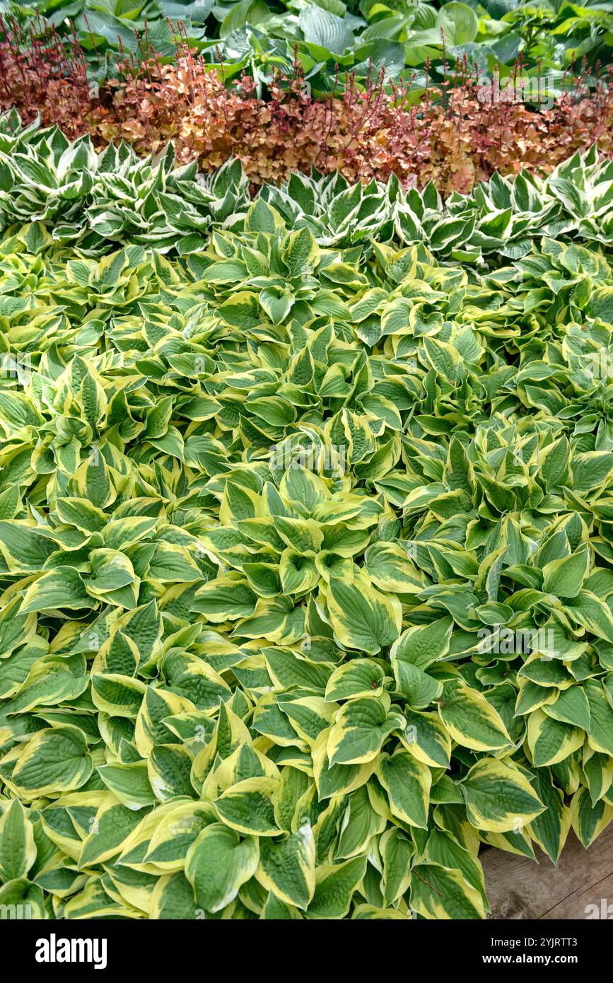 Funkie Hosta Wide Brim, Hosta Hosta Wide Brim Stock Photo - Alamy