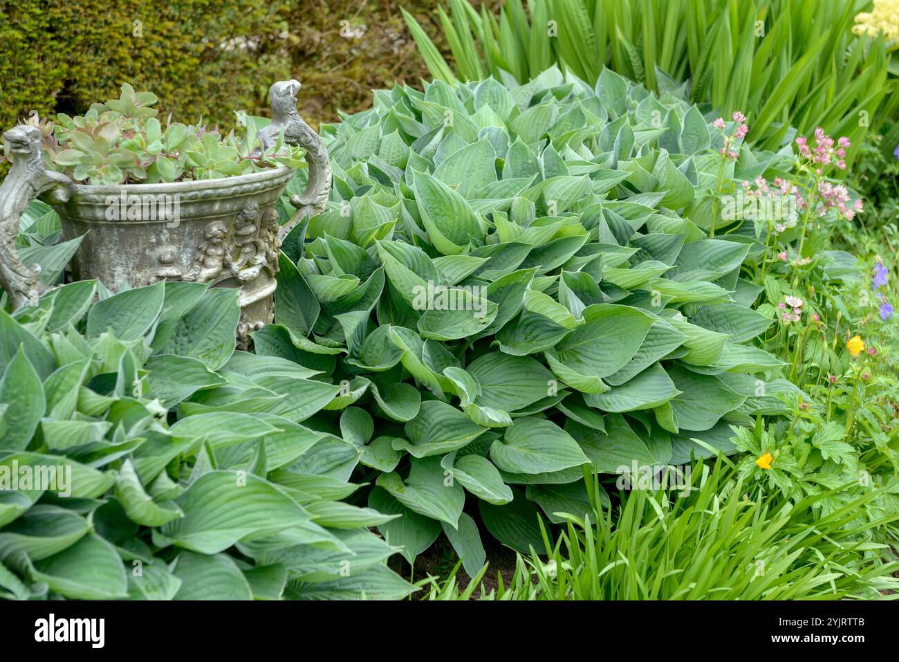 Funkie Hosta tokudama, Hosta Hosta Tokudama, Hosta Hosta tokudama Stock ...