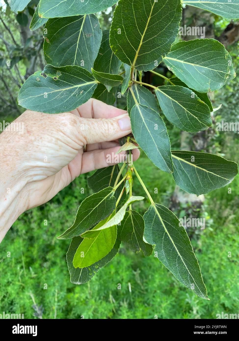 black cottonwood (Populus trichocarpa Stock Photo - Alamy