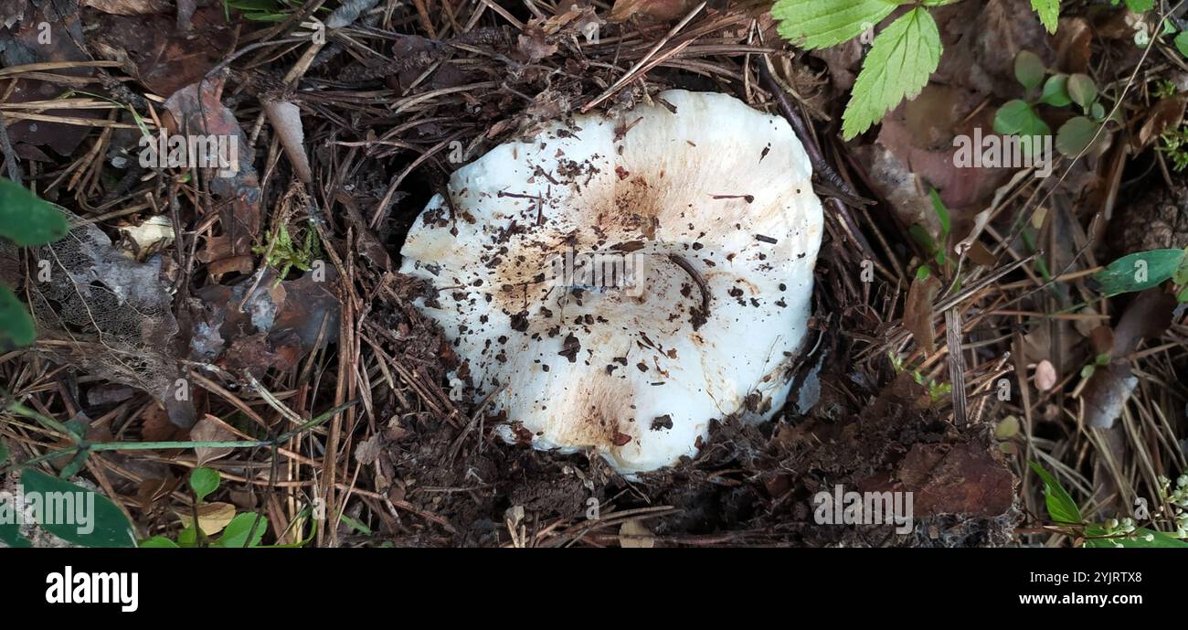 milk-white brittlegill (Russula delica Stock Photo - Alamy