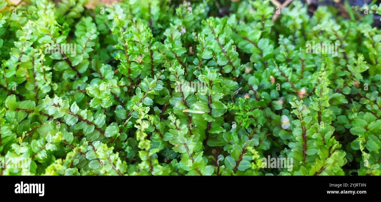 River Thyme Moss (Pseudobryum cinclidioides Stock Photo - Alamy
