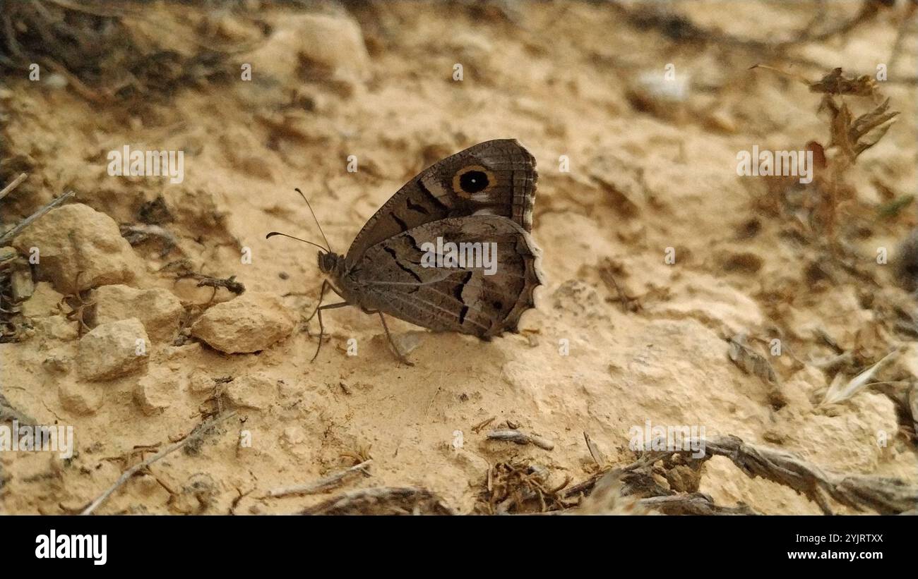 Striped grayling hi-res stock photography and images - Alamy