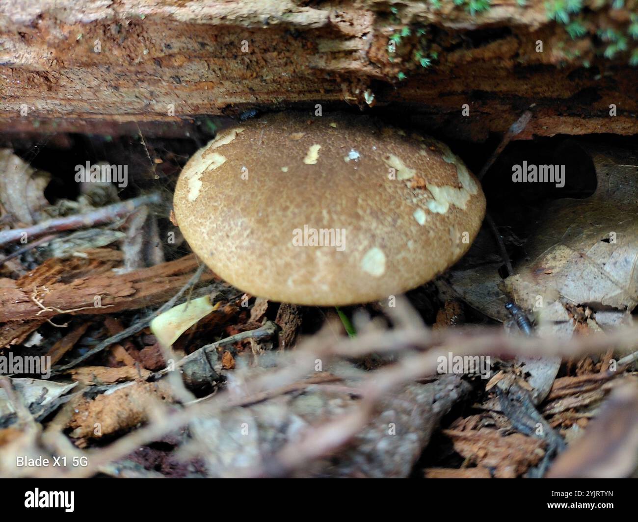 Boletellus hi-res stock photography and images - Alamy