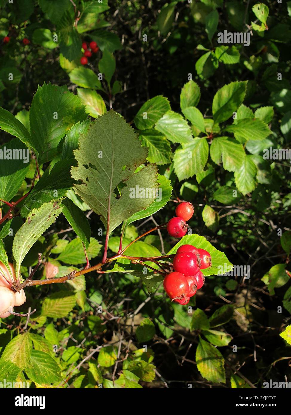 Large-thorn hawthorn (Crataegus macracantha Stock Photo - Alamy