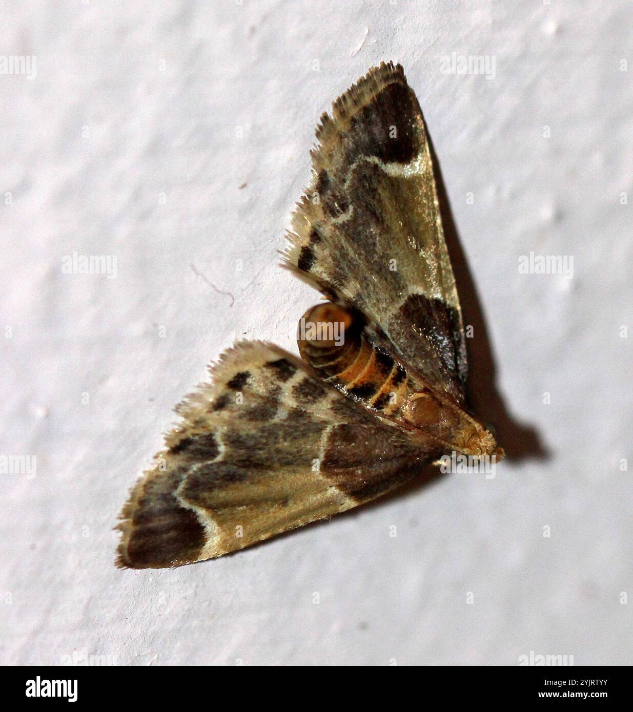 Pyralis farinalis hi-res stock photography and images - Alamy