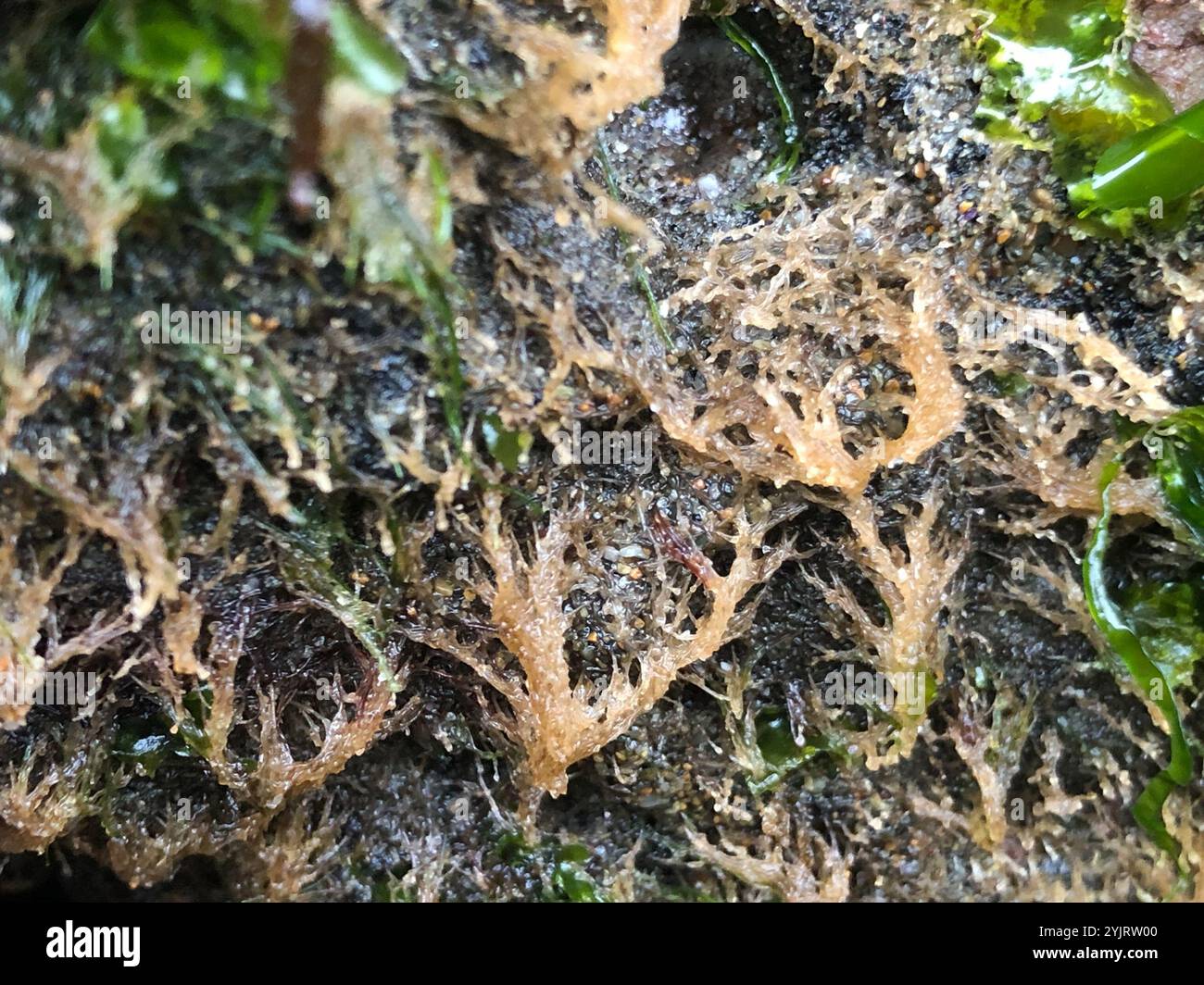 red algae (Rhodophyta Stock Photo - Alamy