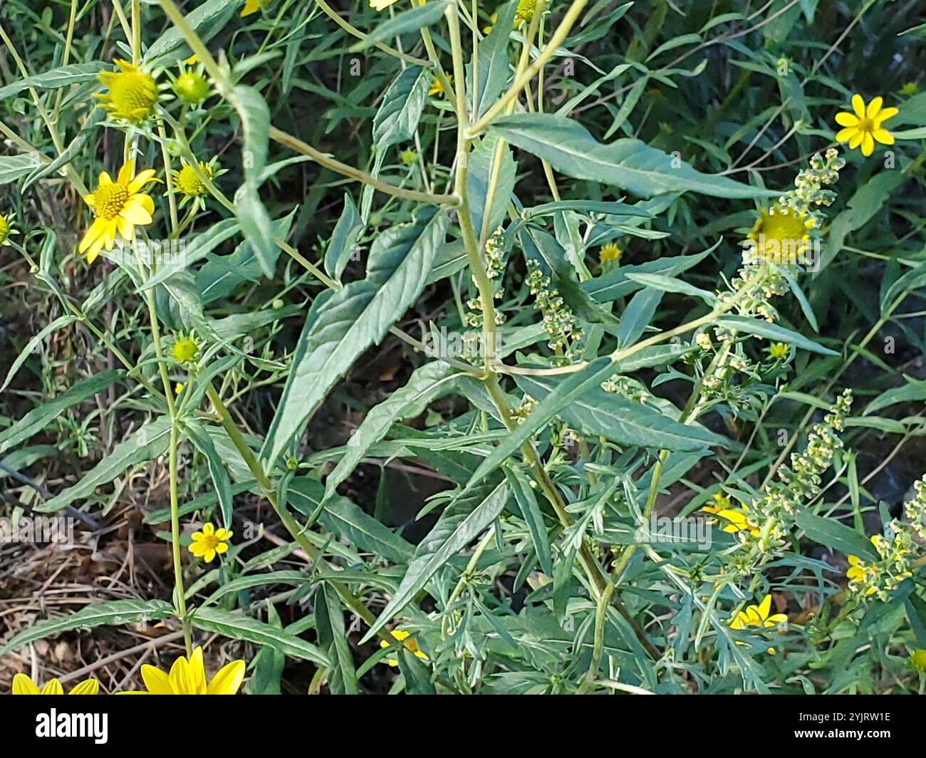 Heliomeris multiflora hi-res stock photography and images - Alamy