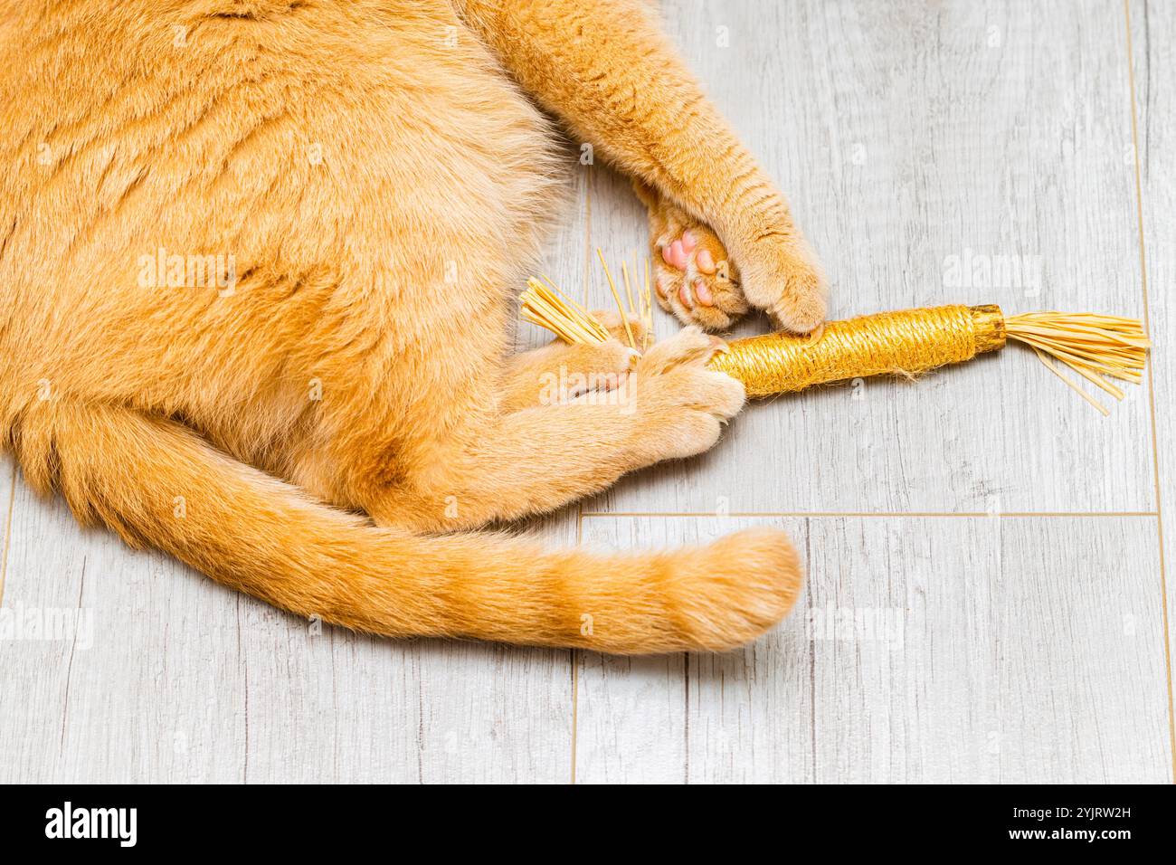 Matatabi stick hi-res stock photography and images - Alamy