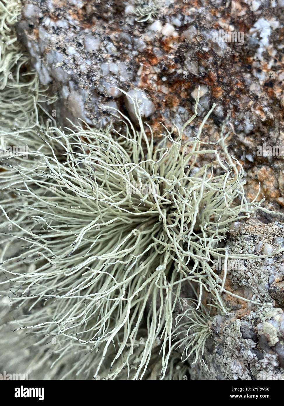 bushy lichens, sea-fog lichens, and allies (Ramalinaceae Stock Photo ...