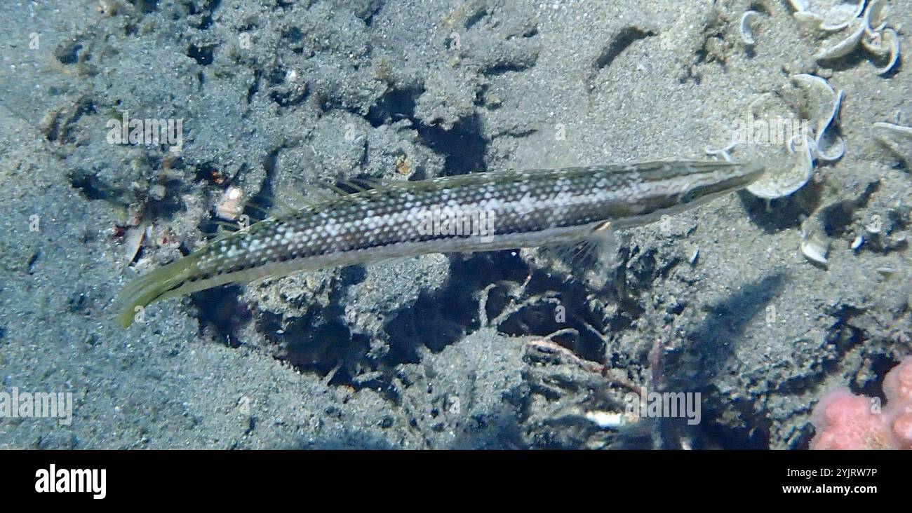 Cigar Wrasse (Cheilio inermis Stock Photo - Alamy