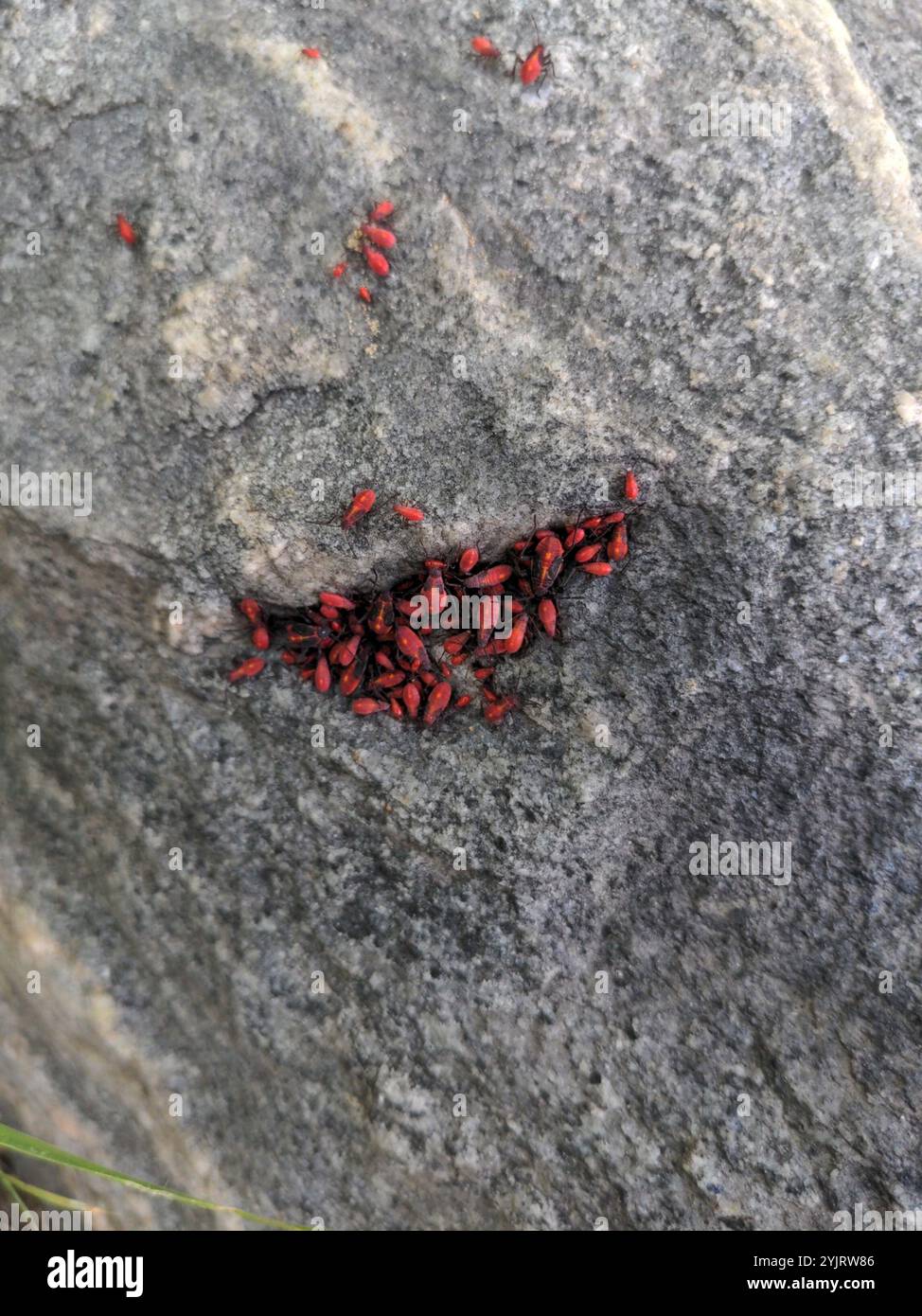 Eastern Boxelder Bug (Boisea trivittata Stock Photo - Alamy
